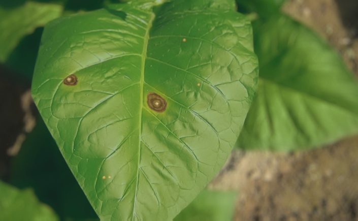Target Spot: Colonization & Symptoms - Tobacco Diseases