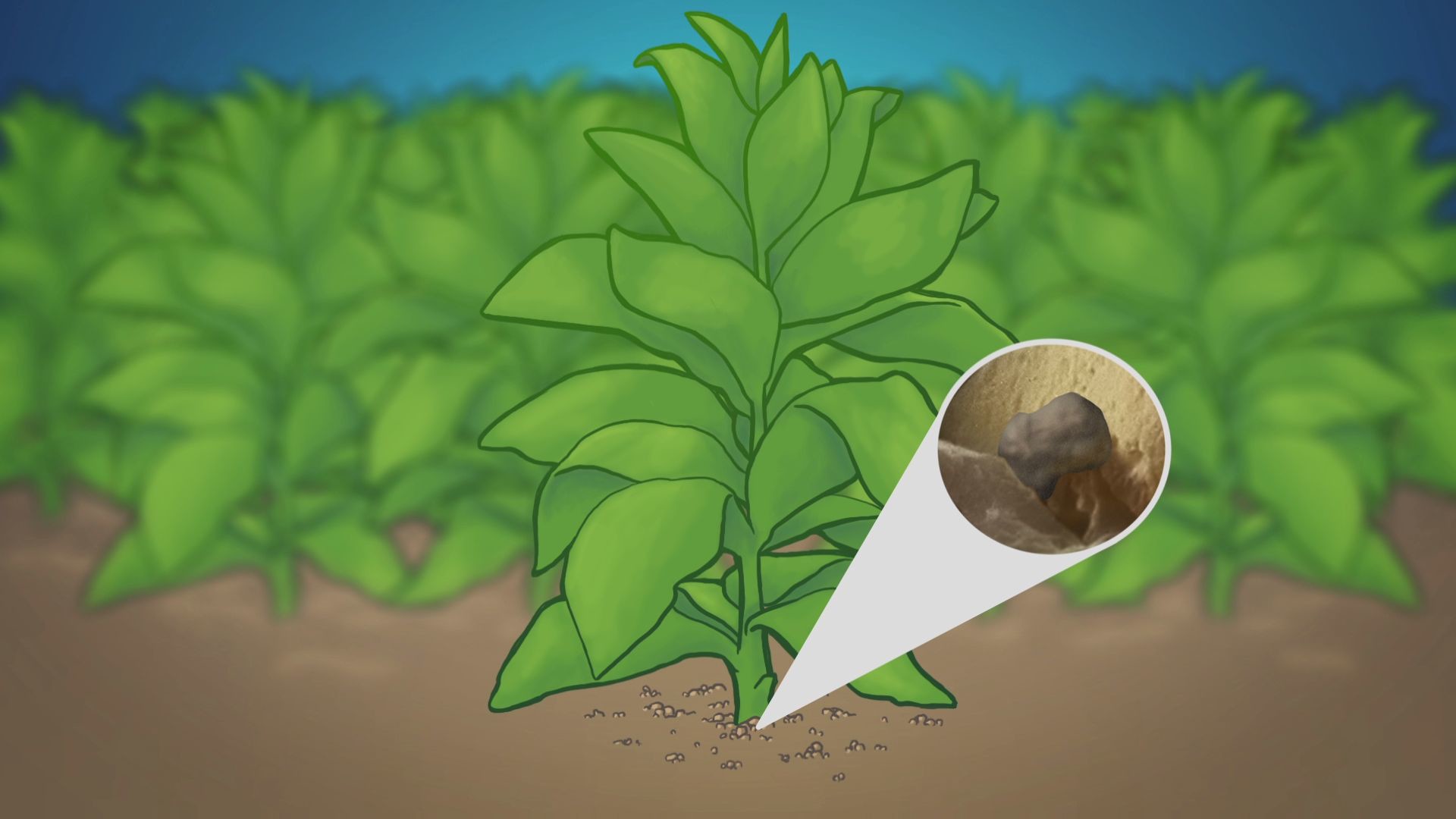 Target Spot Disease Cycle - Tobacco Diseases